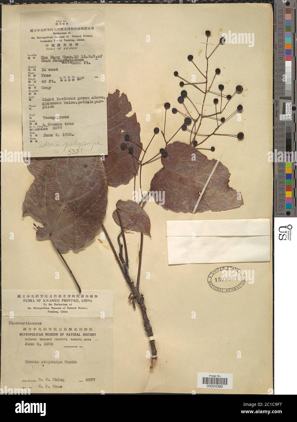 Idesia polycarpa Idesia polycarpa Stock Photo - Alamy