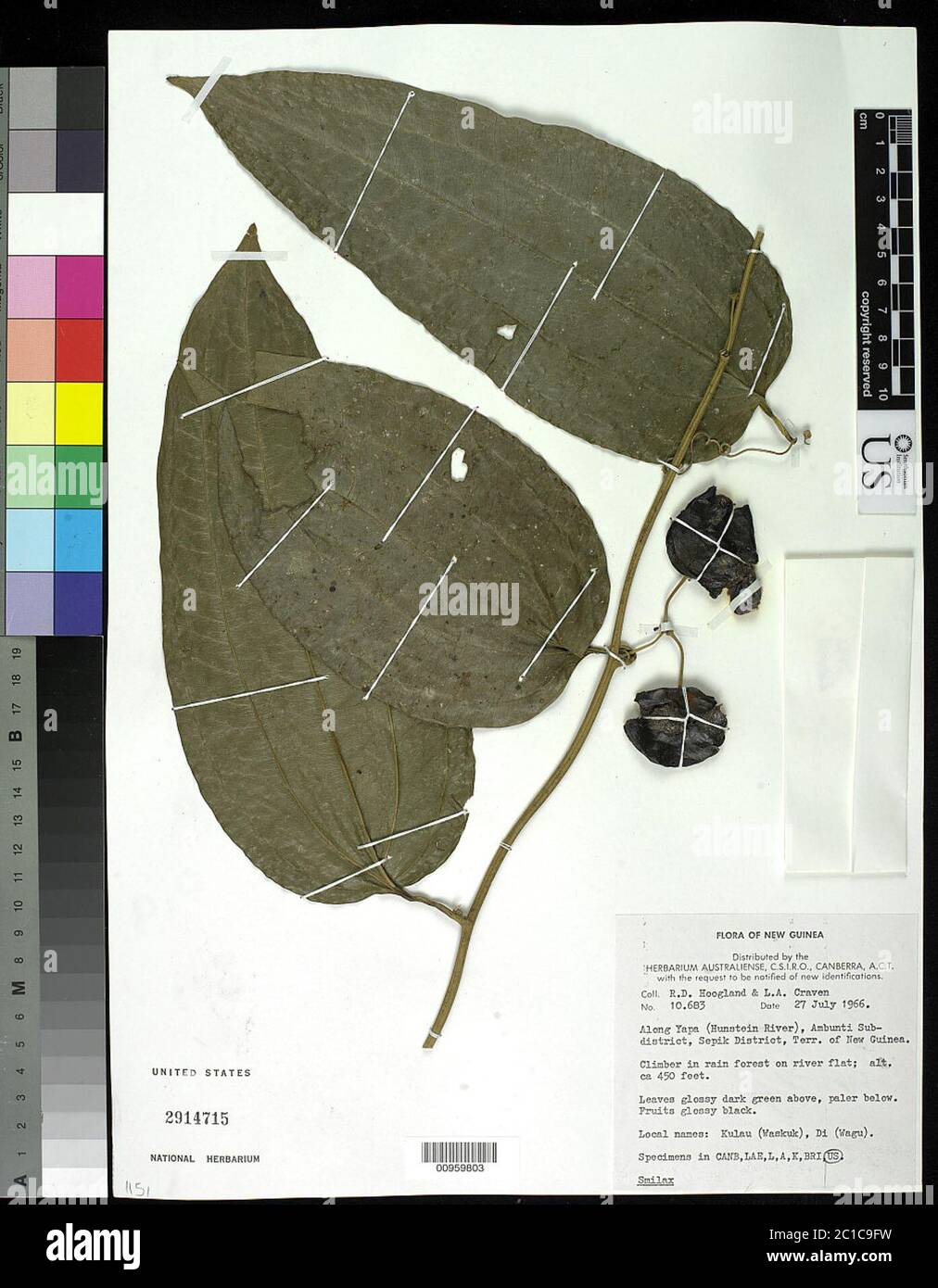 Smilax sp Smilax sp Stock Photo - Alamy