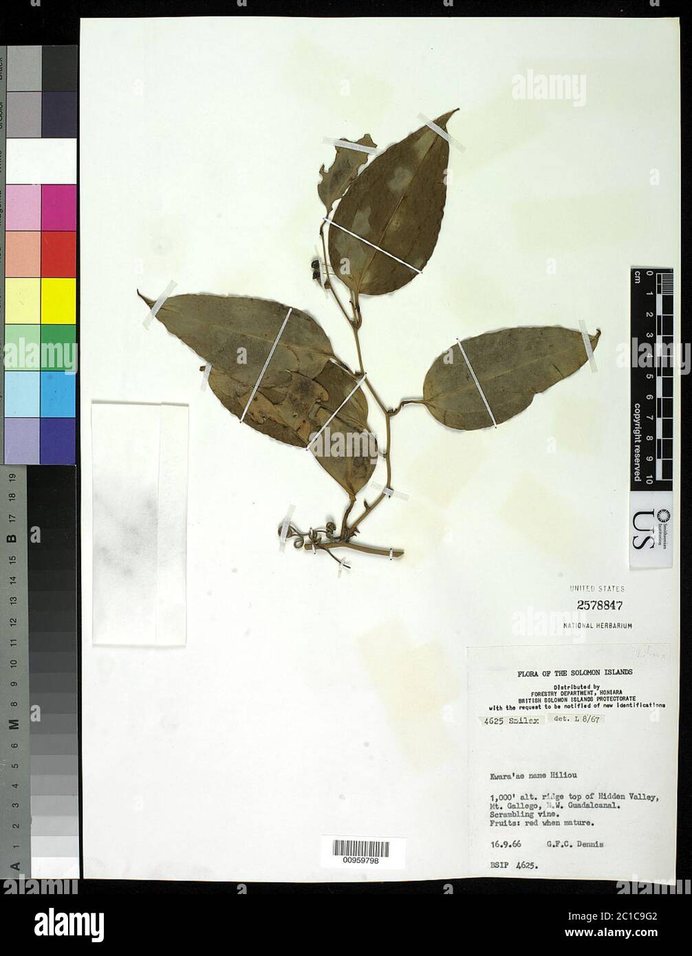 Smilax sp Smilax sp Stock Photo - Alamy