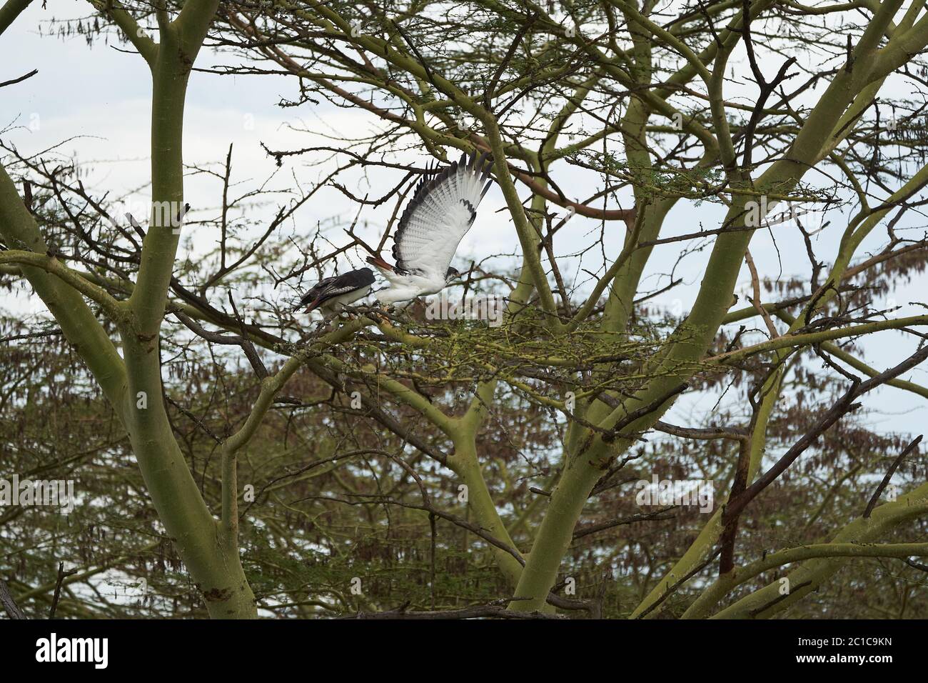 Augur buzzard Couple Buteo augurarge African bird of prey with catch ...