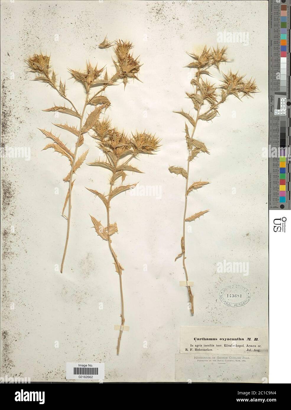 Carthamus oxyacantha M Bieb Carthamus oxyacantha M Bieb Stock Photo - Alamy