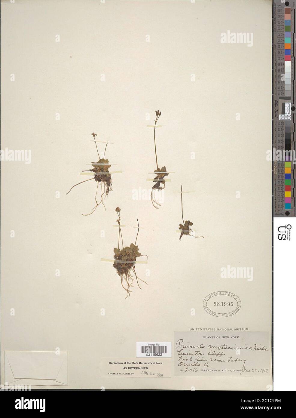 Primula mistassinica Primula mistassinica Stock Photo - Alamy
