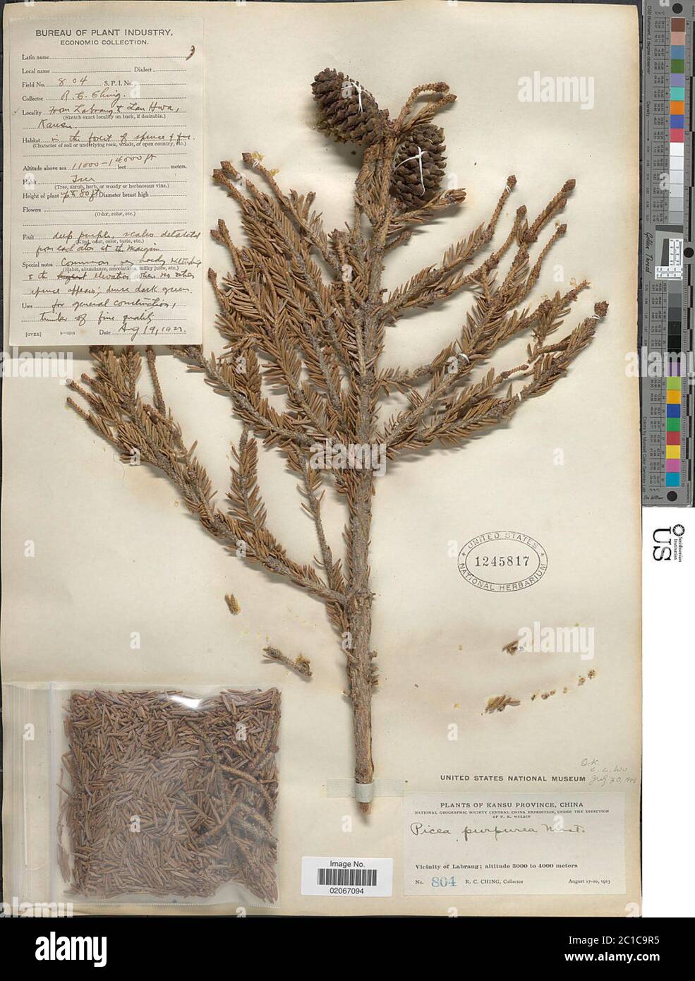 Picea Purpurea High Resolution Stock Photography and Images - Alamy