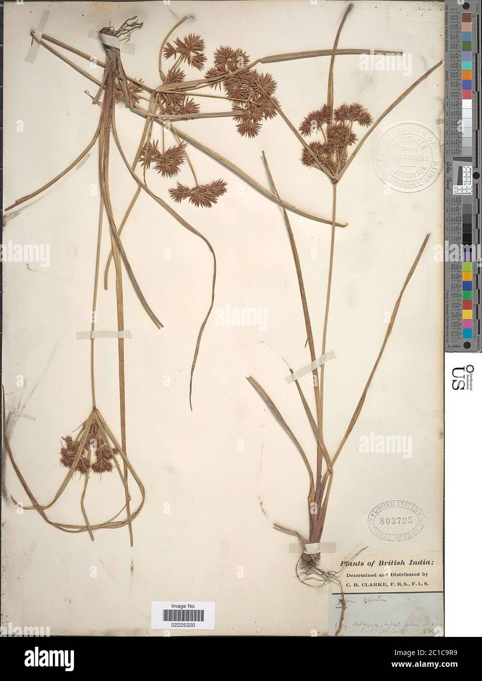 Cyperus compactus Retz Cyperus compactus Retz Stock Photo - Alamy