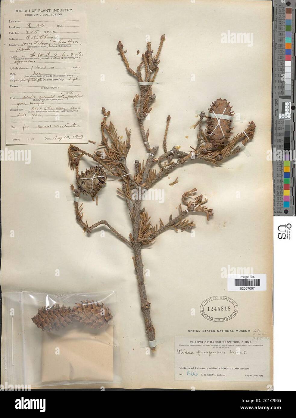 Picea purpurea hi-res stock photography and images - Alamy