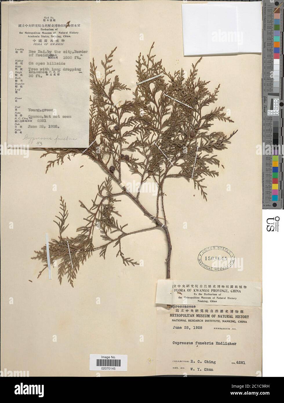 Cupressus funebris Cupressus funebris Stock Photo - Alamy