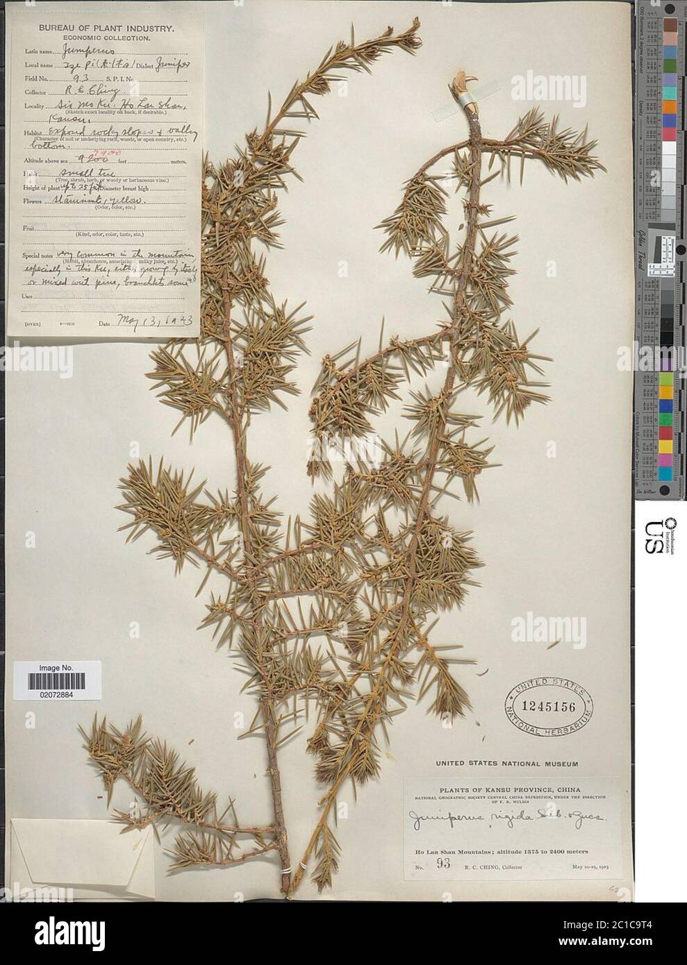 Juniperus rigida Juniperus rigida Stock Photo - Alamy