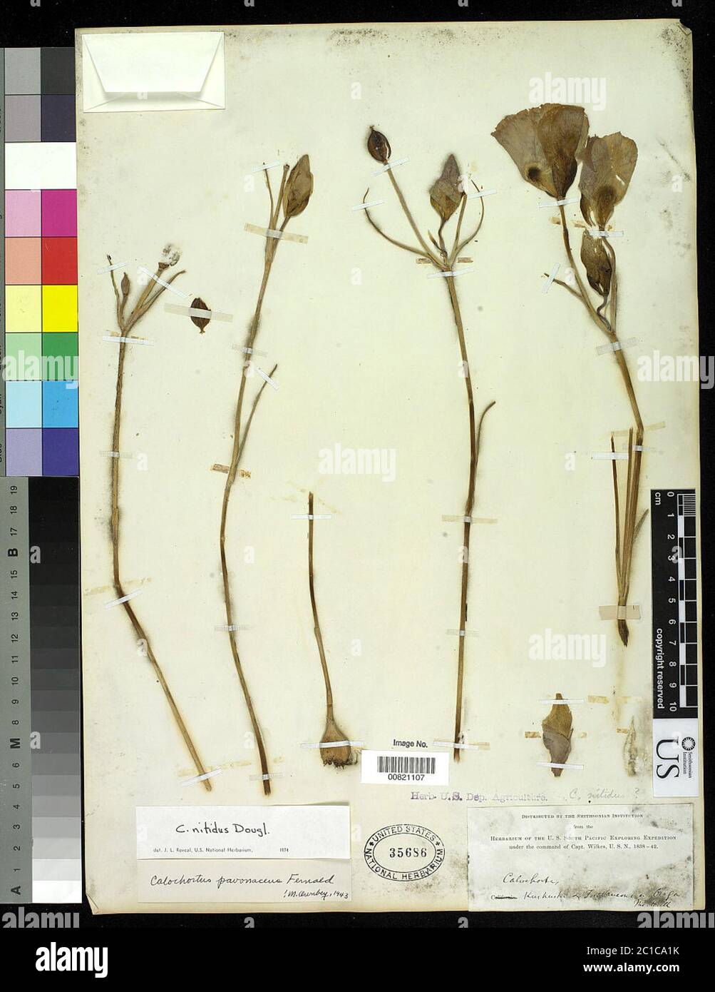 Nitidus hi-res stock photography and images - Alamy