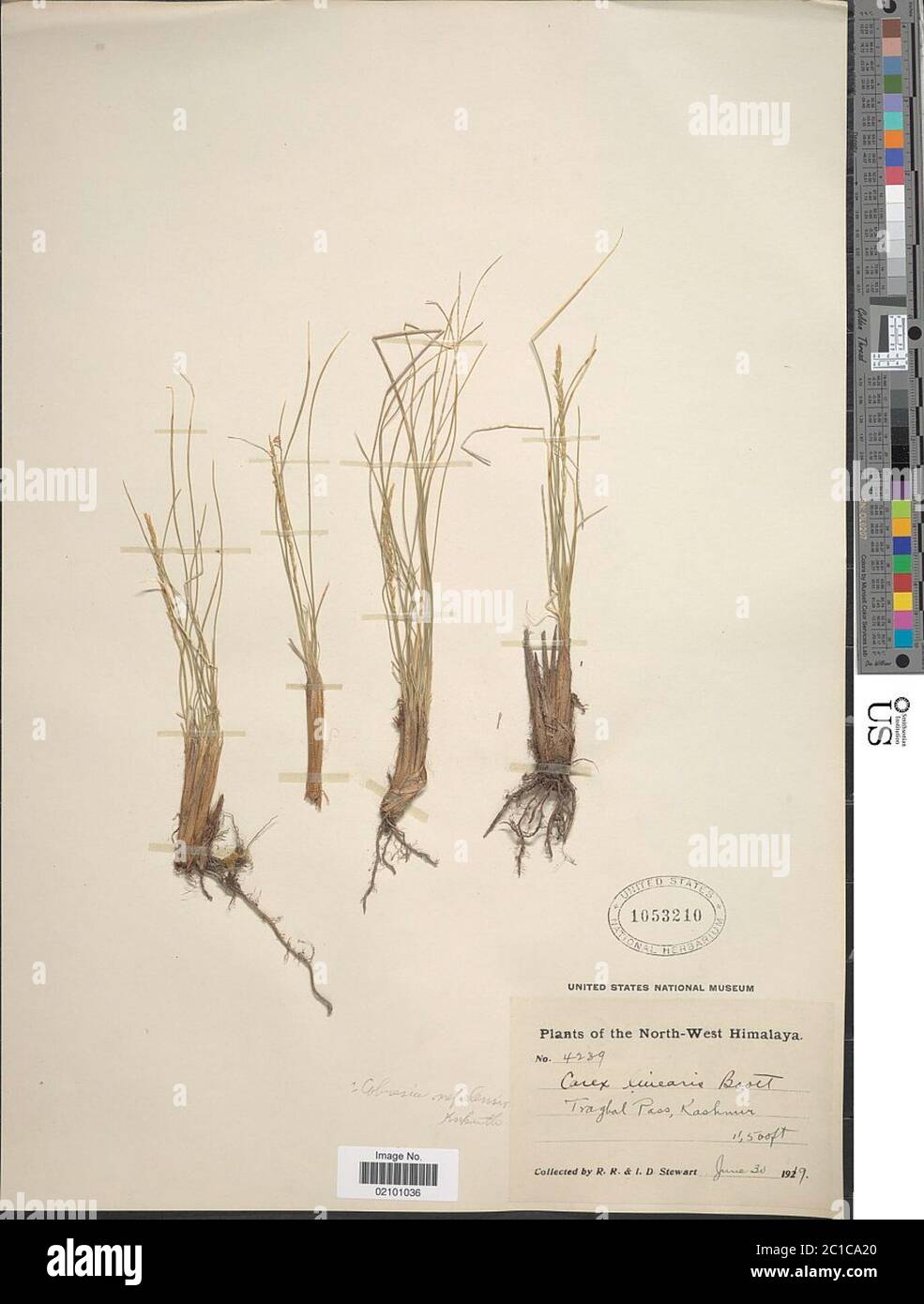 Carex unciniiformis Boeckeler Carex unciniiformis Boeckeler Stock Photo ...