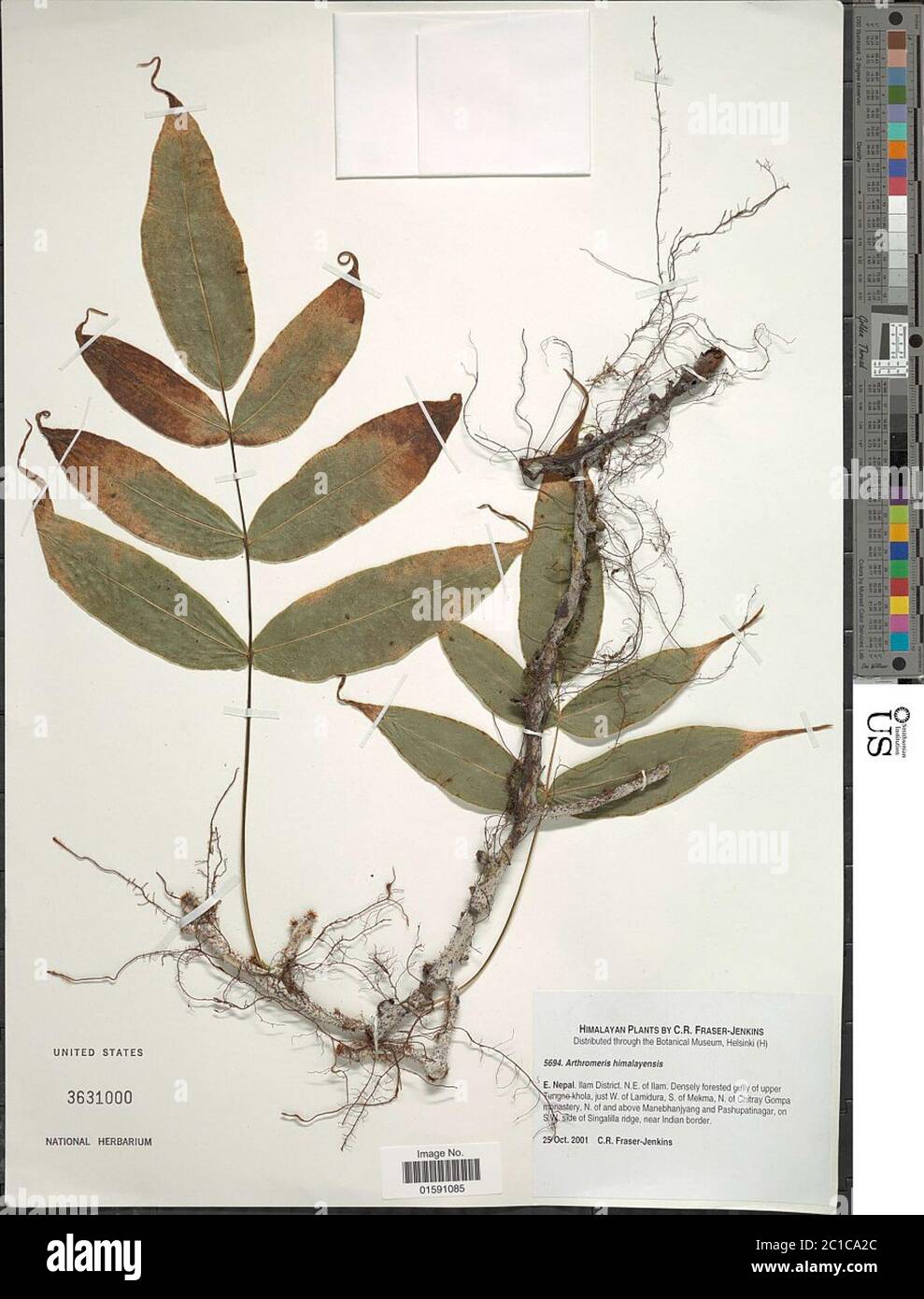 Arthromeris himalayensis Hook Ching Arthromeris himalayensis Hook Ching ...