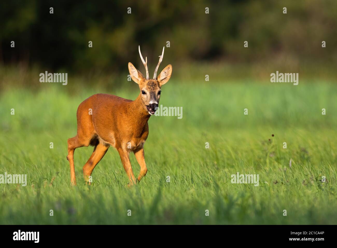 roe deer buck running forward on green meadow in summer at sunset Stock ...