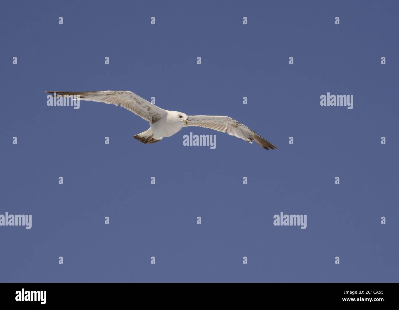 High flying seagull looking down Stock Photo - Alamy