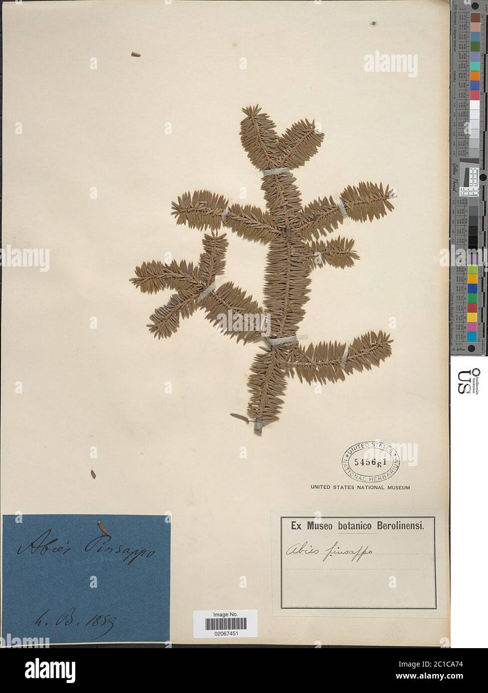 Abies pinsapo Abies pinsapo Stock Photo - Alamy