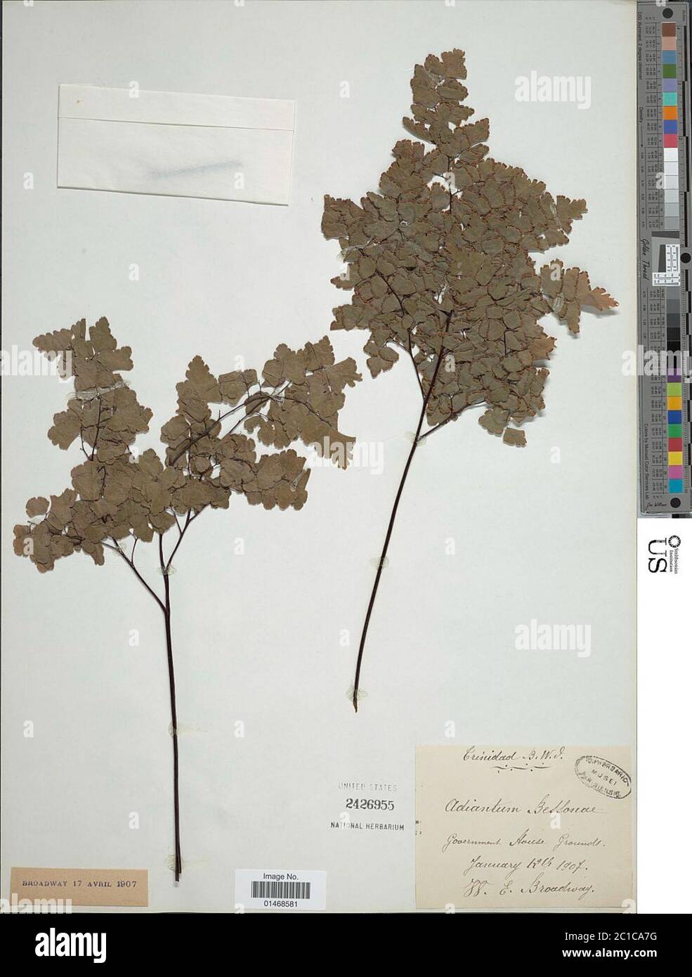 Adiantum genus hi-res stock photography and images - Alamy