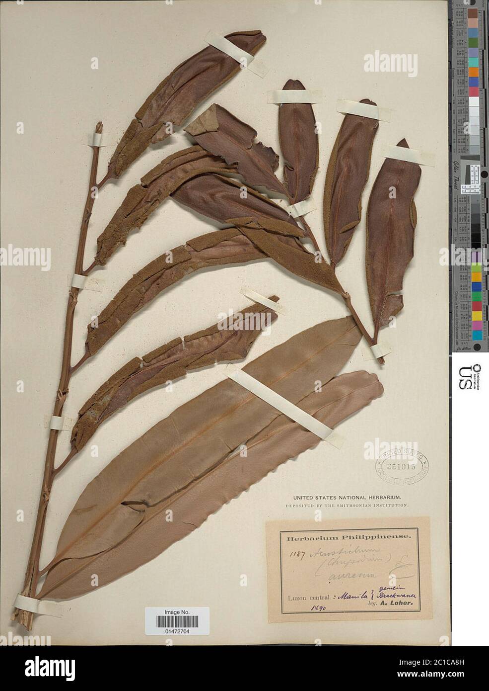 Acrostichum aureum L Acrostichum aureum L Stock Photo - Alamy