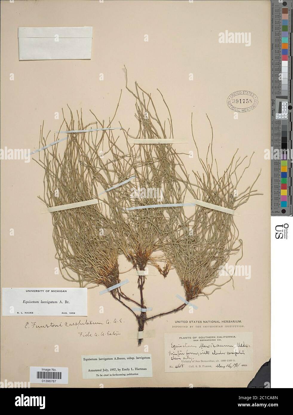 Equisetum laevigatum hi-res stock photography and images - Alamy