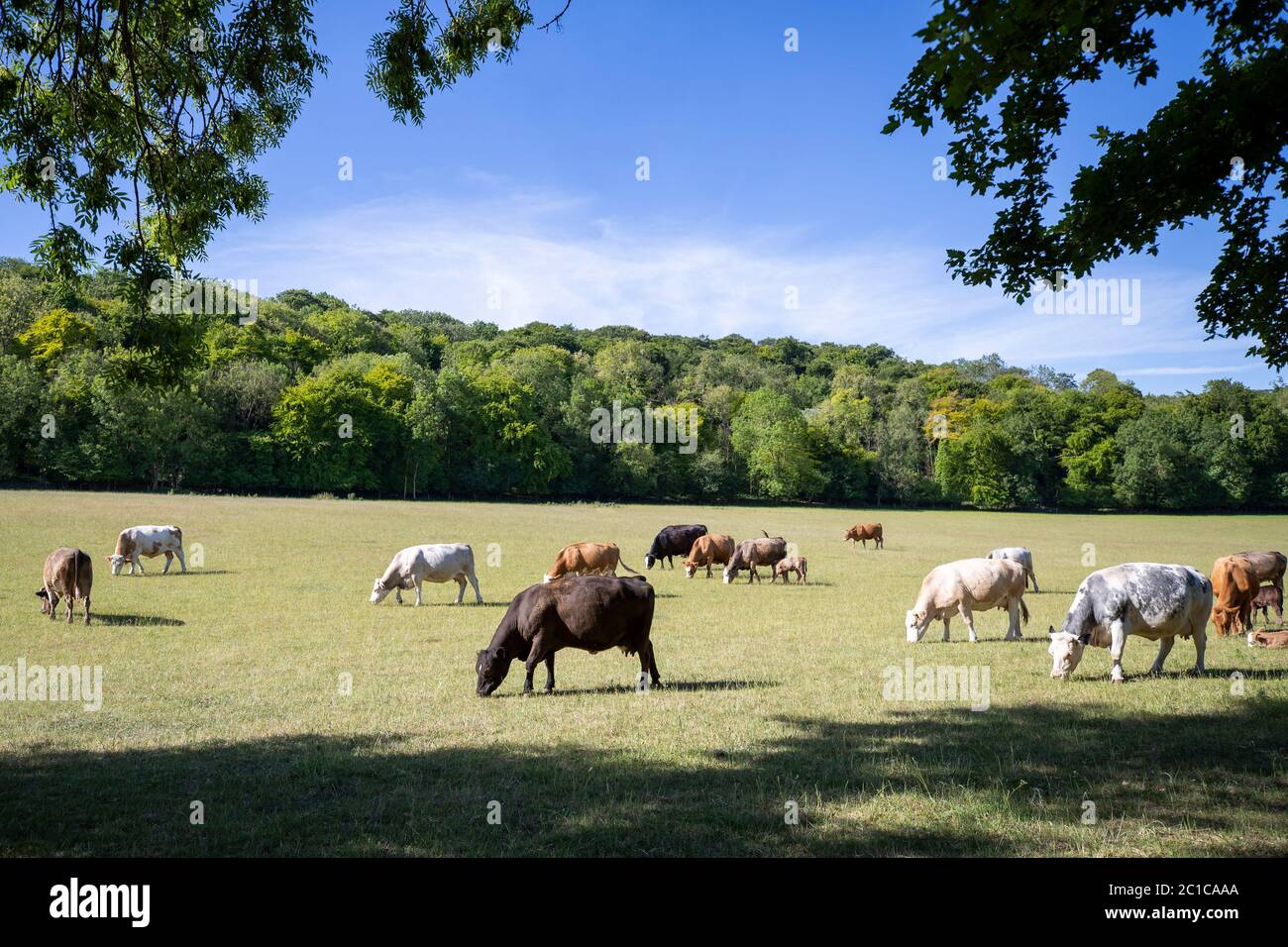 Cattle With Calves Grazing On Summer Pasture On UK Livestock Farm Stock ...