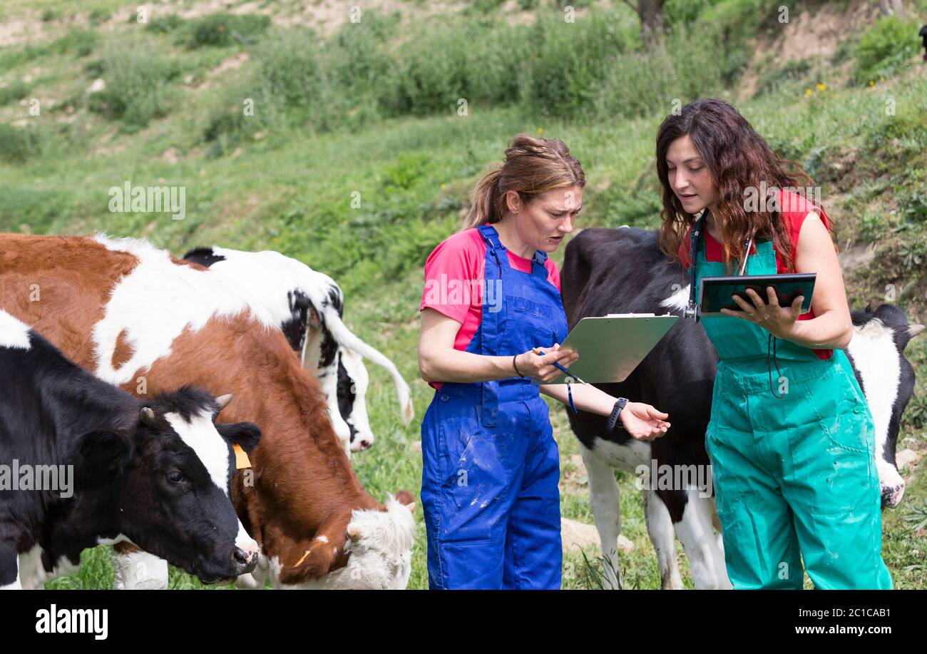 Female vet in field cattle hi-res stock photography and images - Alamy