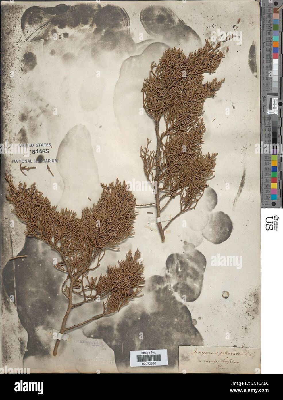 Juniperus phoenicea Juniperus phoenicea Stock Photo - Alamy