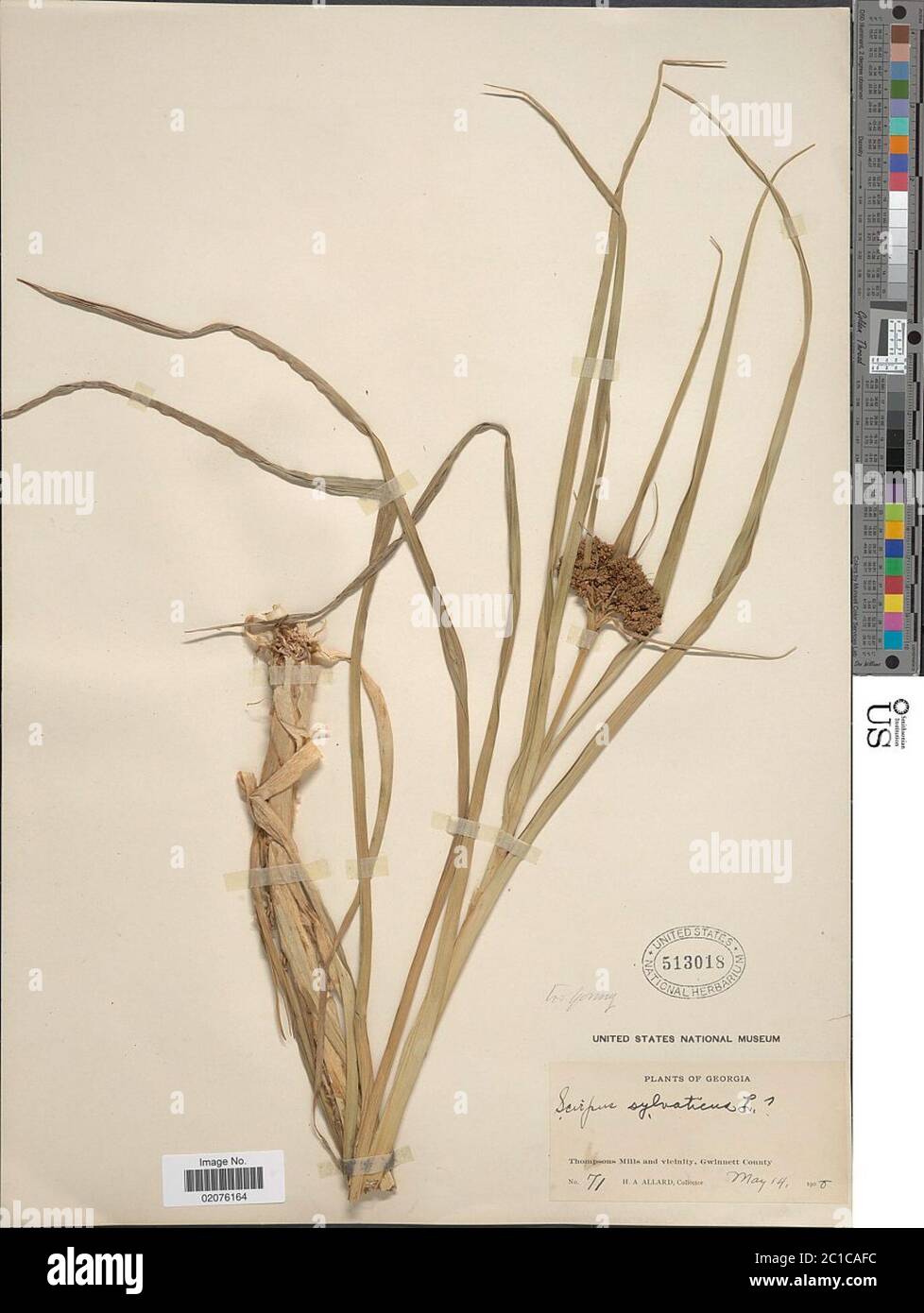 Scirpus sp Scirpus sp Stock Photo - Alamy