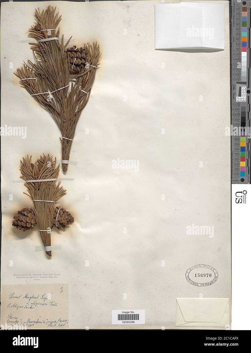 Pinus mugo Turra Pinus mugo Turra Stock Photo - Alamy