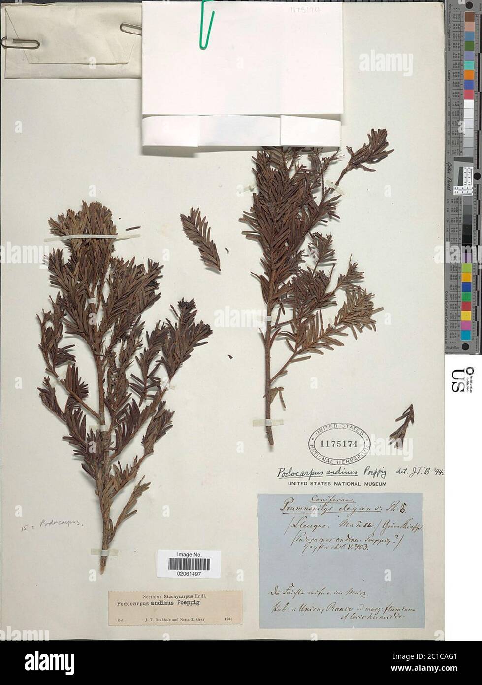 Podocarpus andinus Podocarpus andinus Stock Photo - Alamy