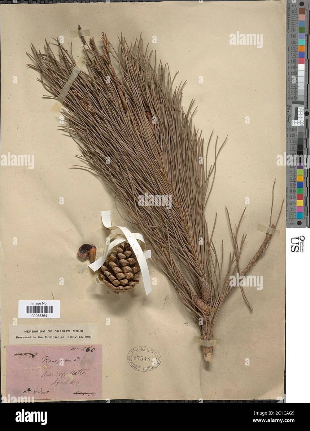 Pinus pinea Pinus pinea Stock Photo - Alamy