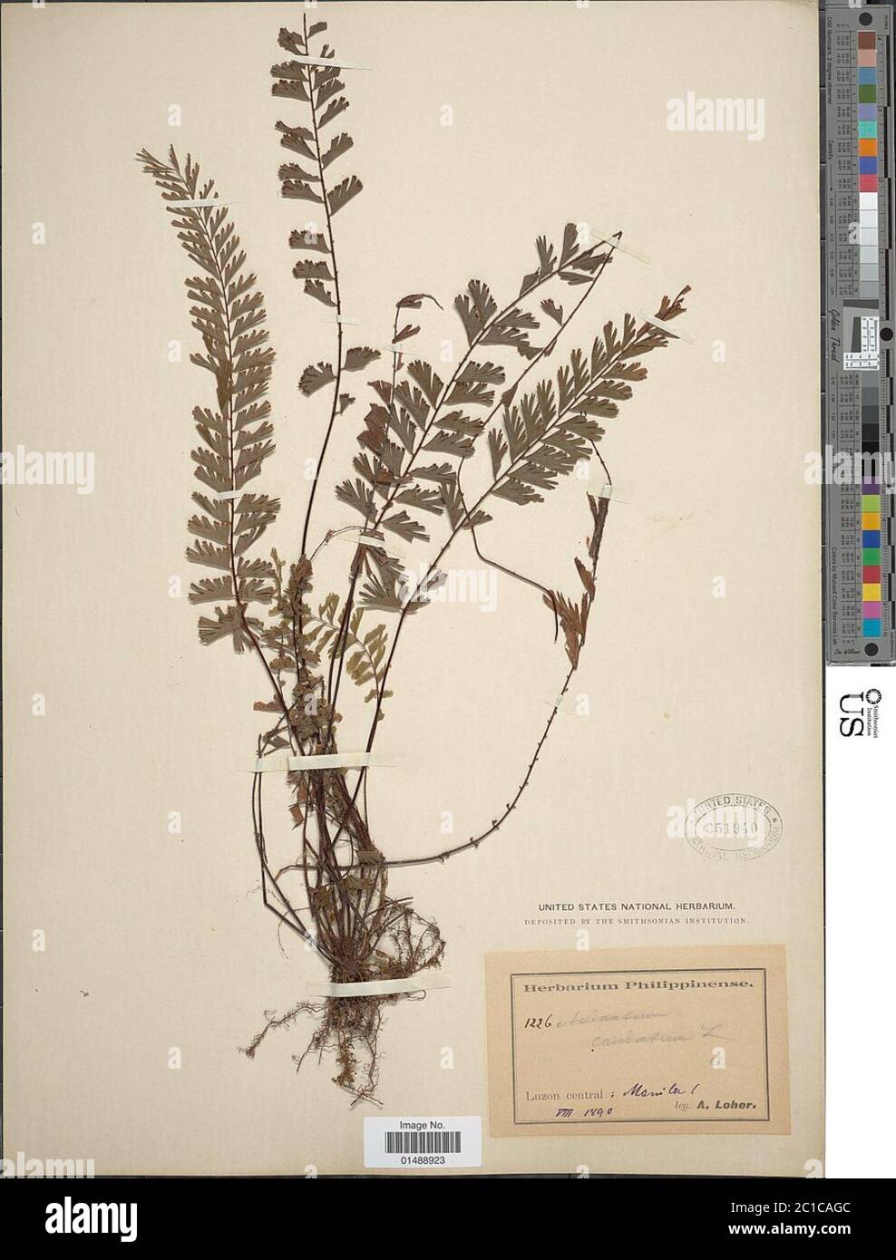 Adiantum caudatum hi-res stock photography and images - Alamy