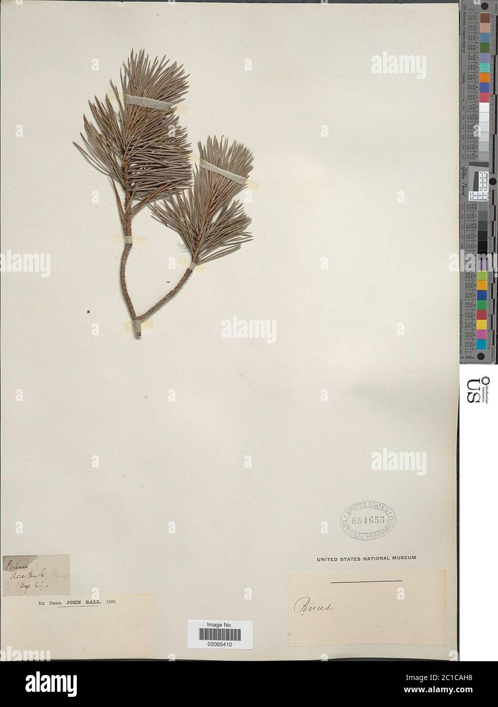 Pinus pinaceae hi-res stock photography and images - Alamy