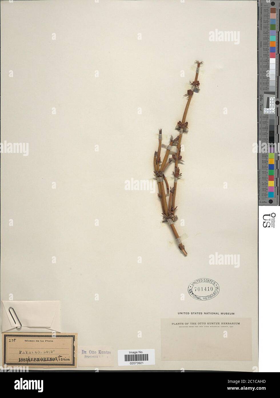 Ochreata hi-res stock photography and images - Alamy