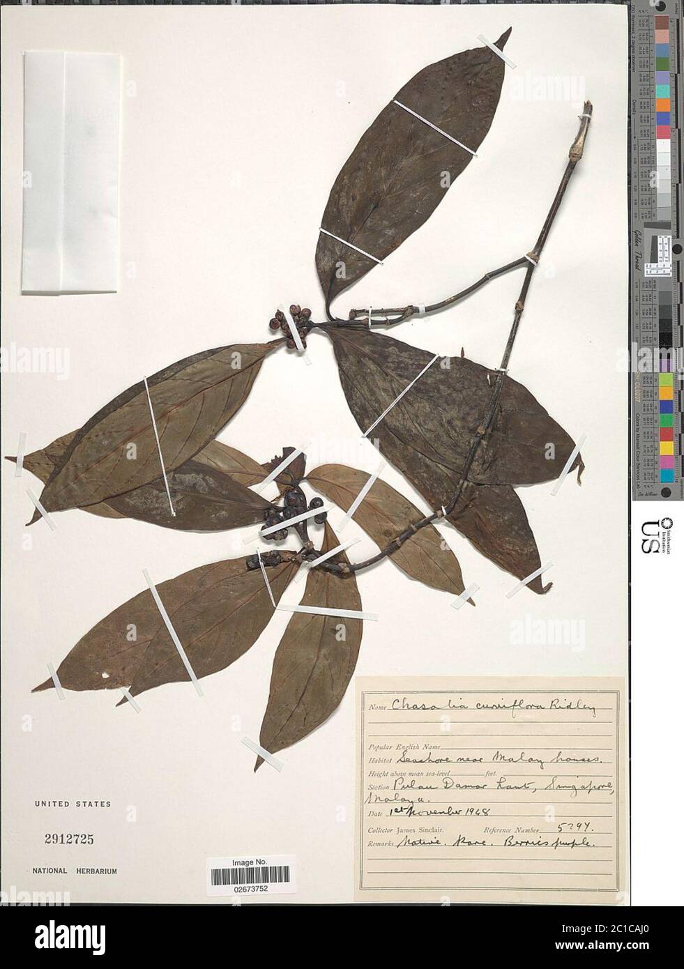 Chassalia curviflora Chassalia curviflora Stock Photo - Alamy