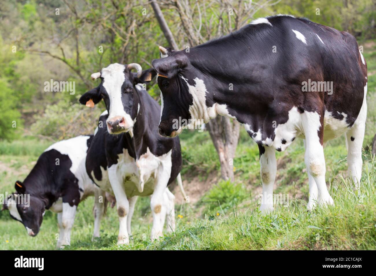 Friesian cow tongue High Resolution Stock Photography and Images - Alamy