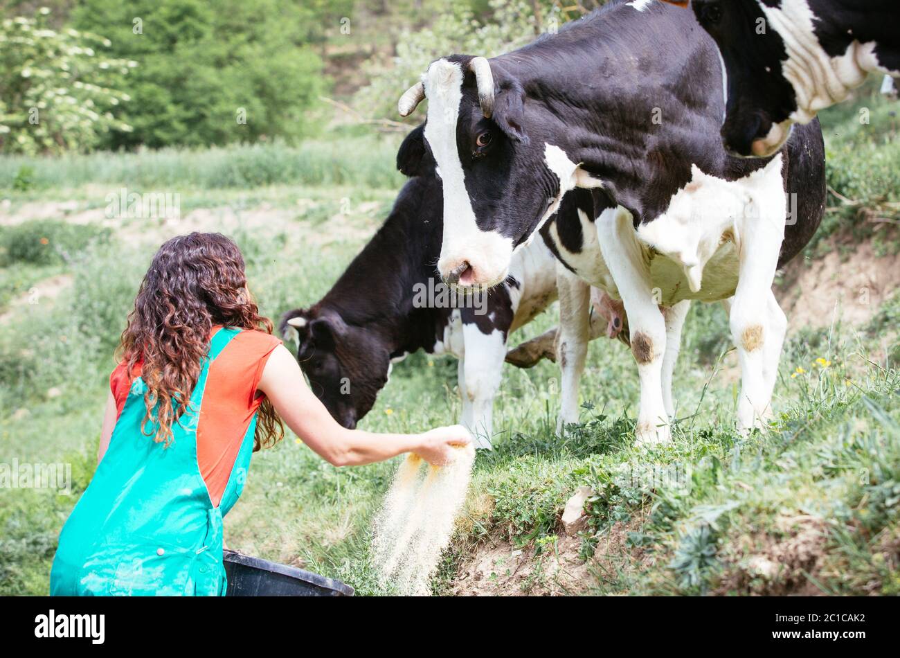 Farmer feeding cows on an organic farm Stock Photo - Alamy