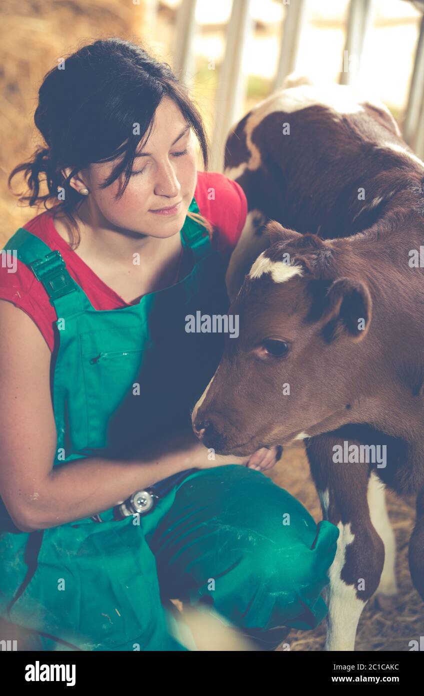 Veterinary on a farm performing a physical examination in a cow Stock ...