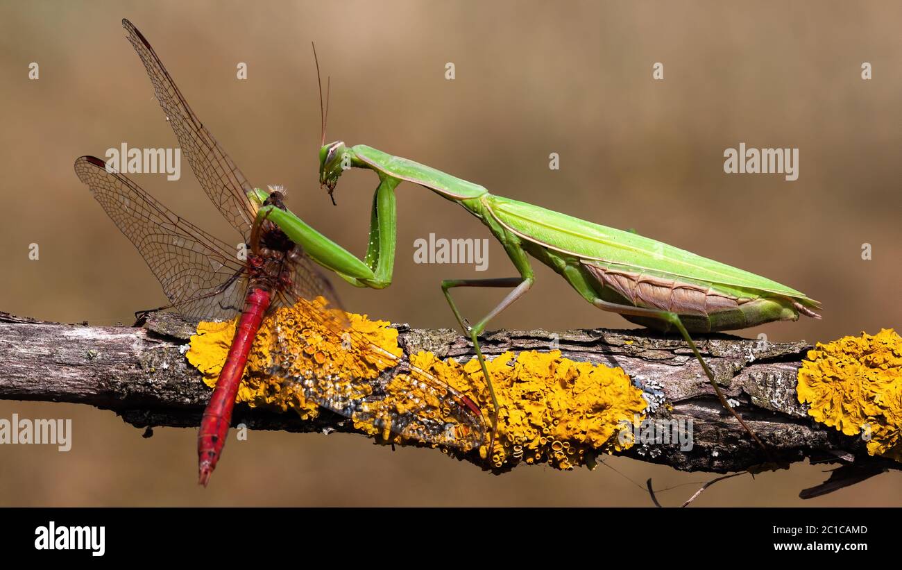Mantis feeding on an insect hi-res stock photography and images - Alamy