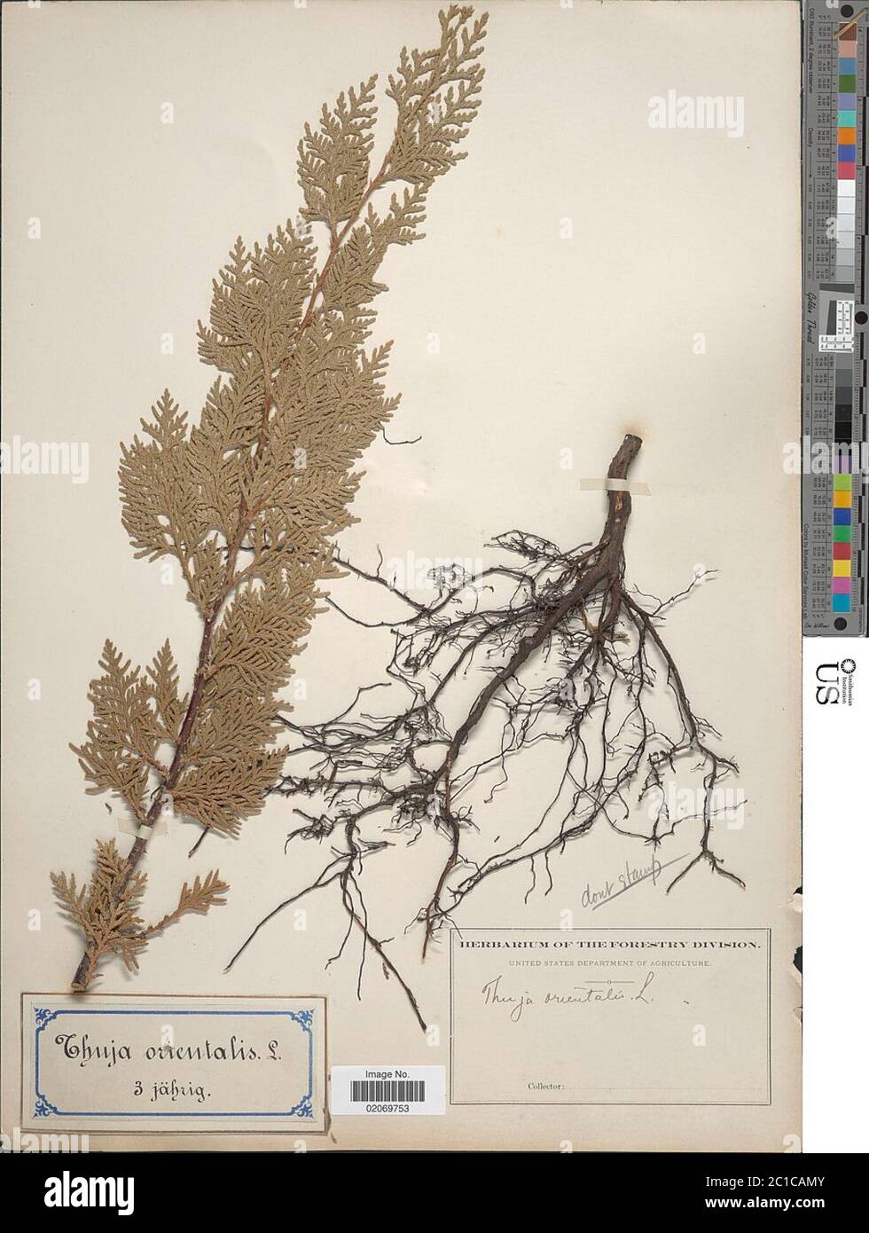 Thuja specimens hi-res stock photography and images - Alamy