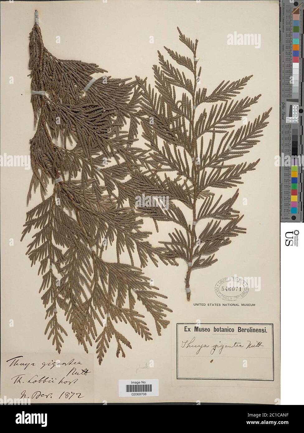 Thuja sp Thuja sp Stock Photo - Alamy