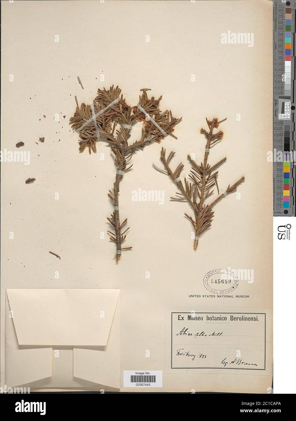 Abies alba Mill Abies alba Mill Stock Photo - Alamy