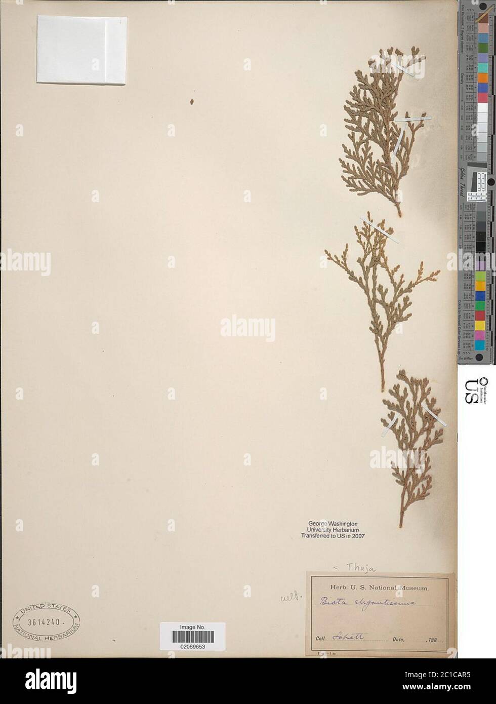 Thuja specimens hi-res stock photography and images - Alamy