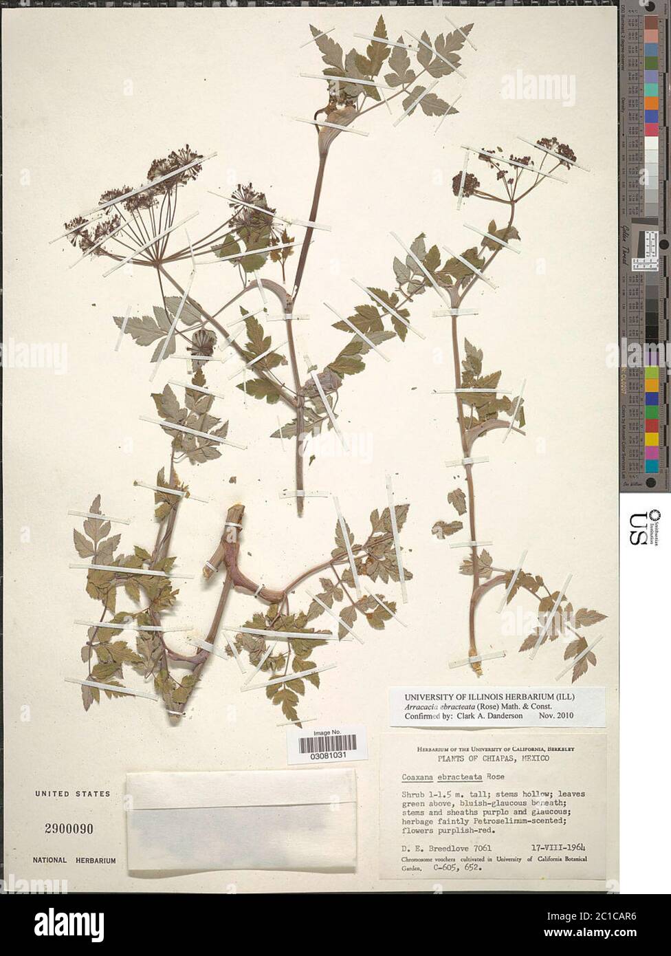 Arracacia ebracteata Rose Mathias Constance Arracacia ebracteata Rose ...