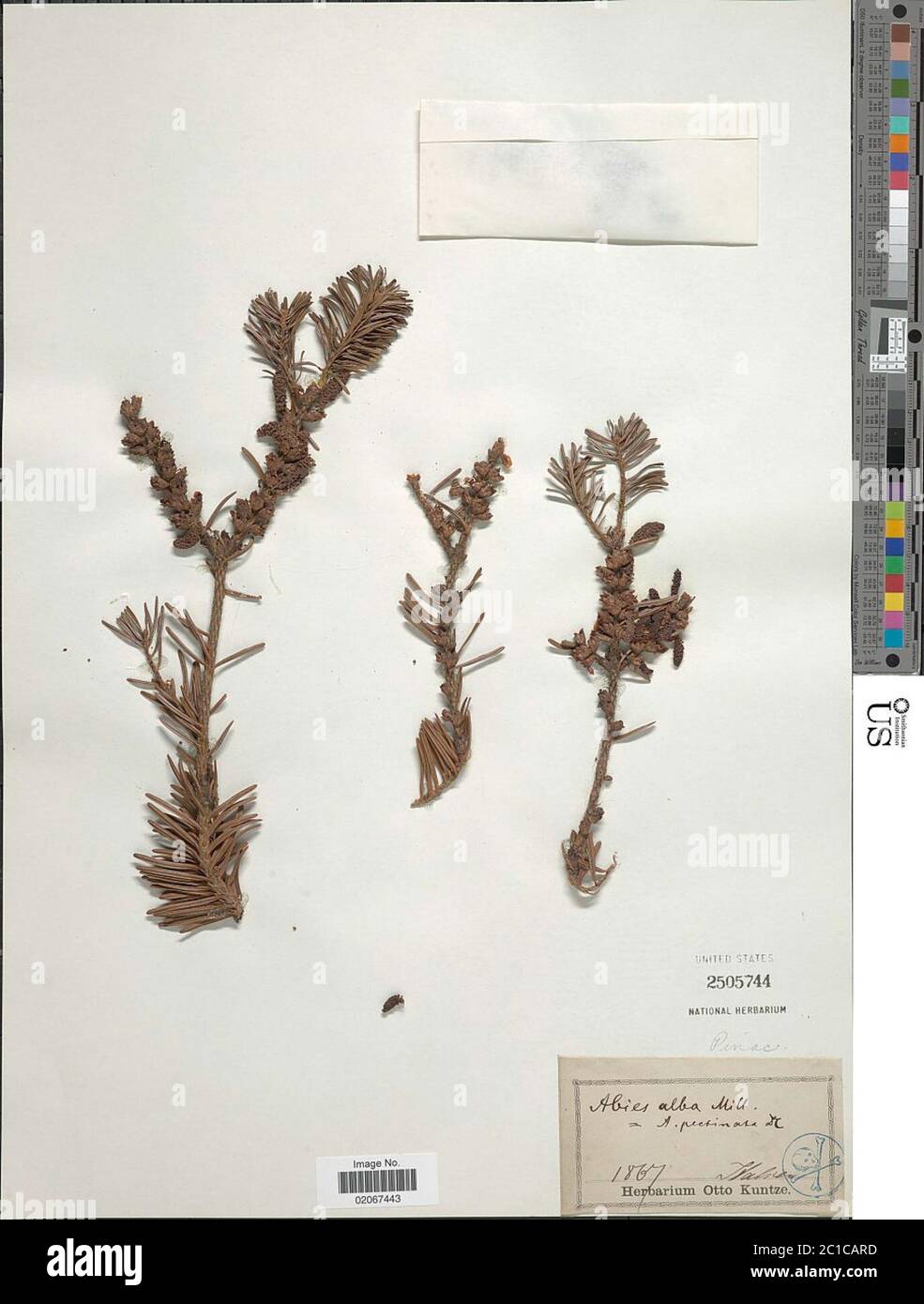 Abies alba Mill Abies alba Mill Stock Photo - Alamy