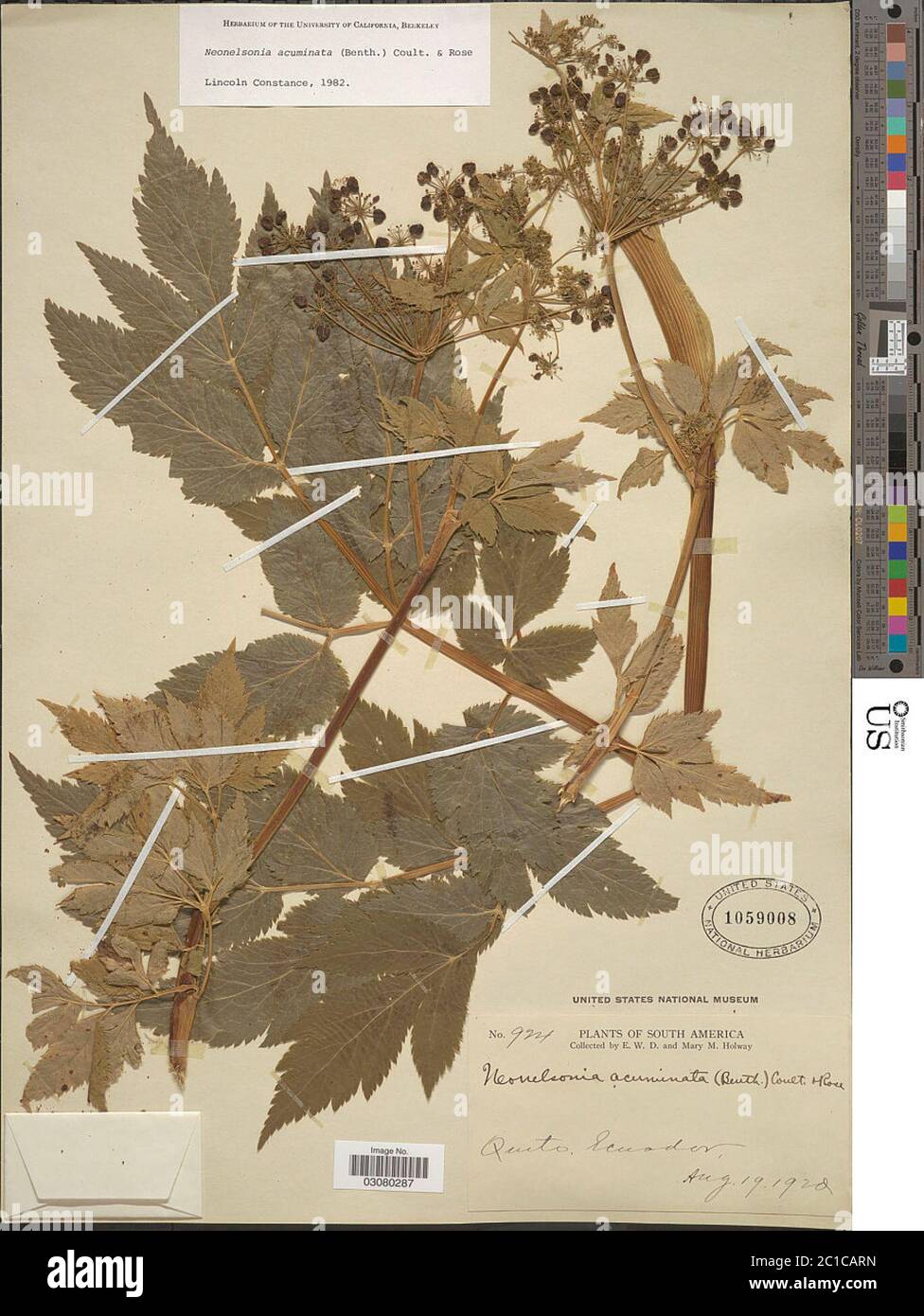 Neonelsonia acuminata Benth JM Coult Rose ex Drude Neonelsonia ...