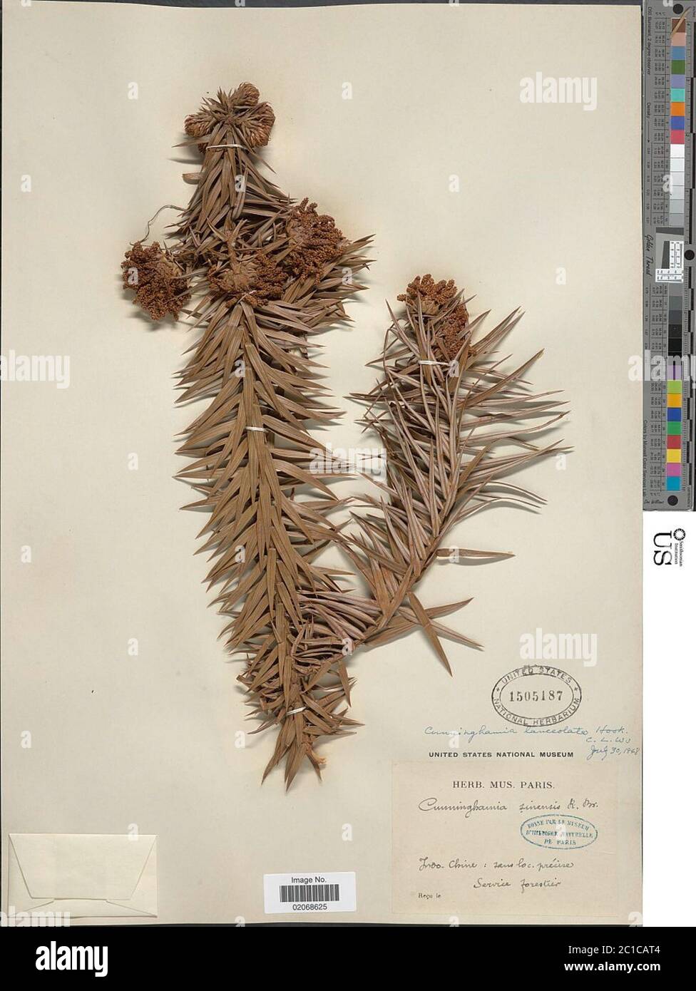 Cunninghamia lanceolata Lamb Cunninghamia lanceolata Lamb Stock Photo ...