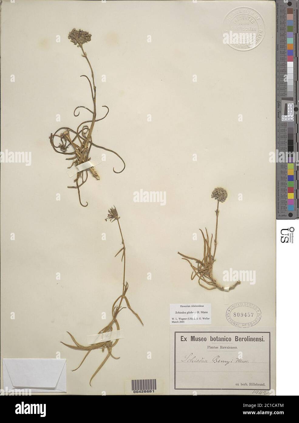 Schiedea hi-res stock photography and images - Alamy