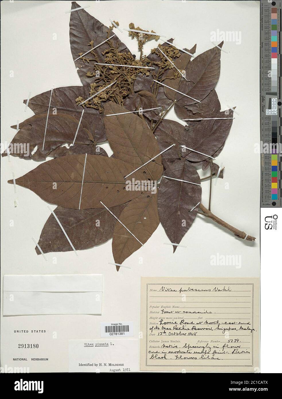 Vitex pinnata L Vitex pinnata L Stock Photo - Alamy