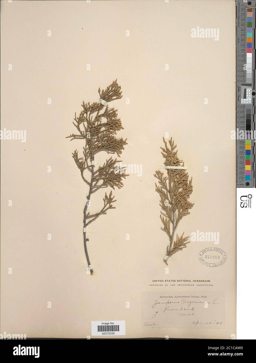 Juniperus virginiana L Juniperus virginiana L Stock Photo - Alamy