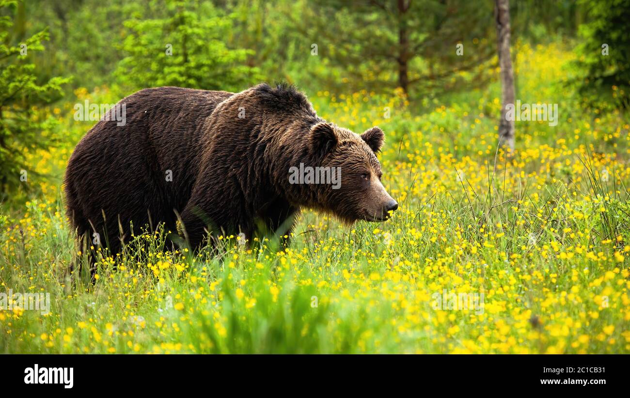 Massive brown bear male looking aside in springtime Stock Photo - Alamy