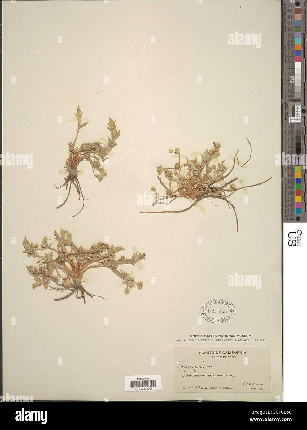 Eryngium minimum JM Coult Rose Eryngium minimum JM Coult Rose Stock ...