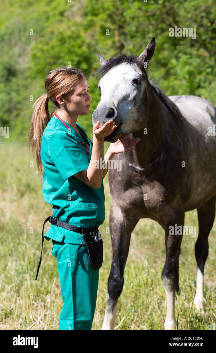 Endoscope horse hi-res stock photography and images - Alamy
