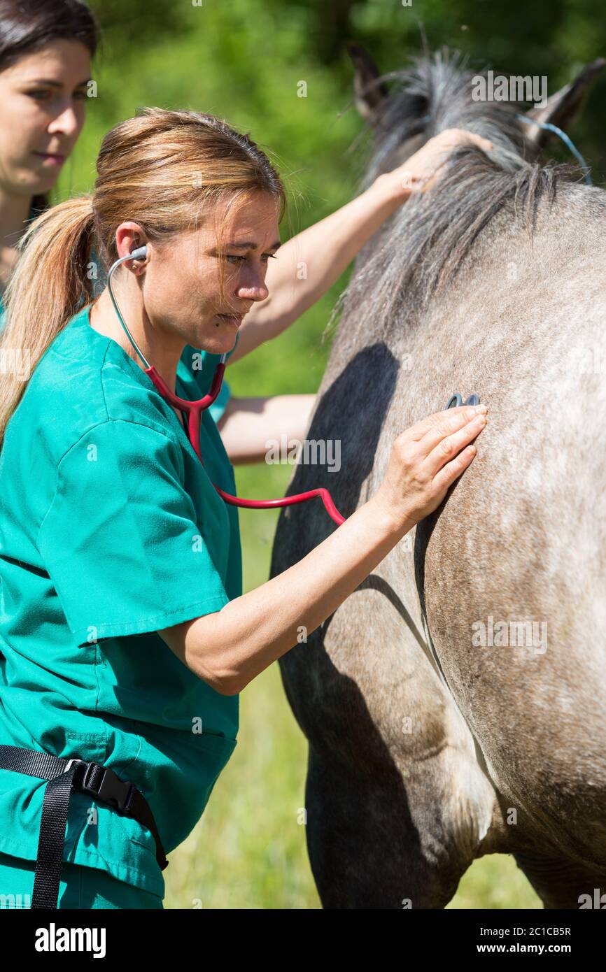 Veterinary great performing a scan to a young mare Stock Photo - Alamy